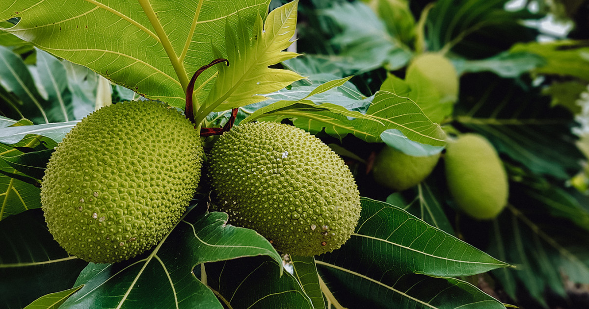 Introducing the Ulu | Bethany Hamilton